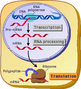 Biology Review: The process of transcription in Eukaryotic cell